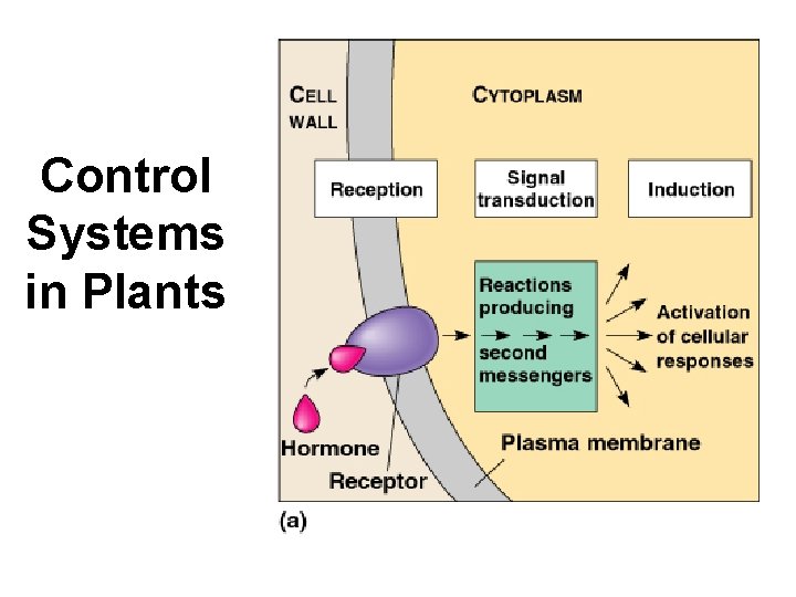 Control Systems in Plants Plant Hormones What is