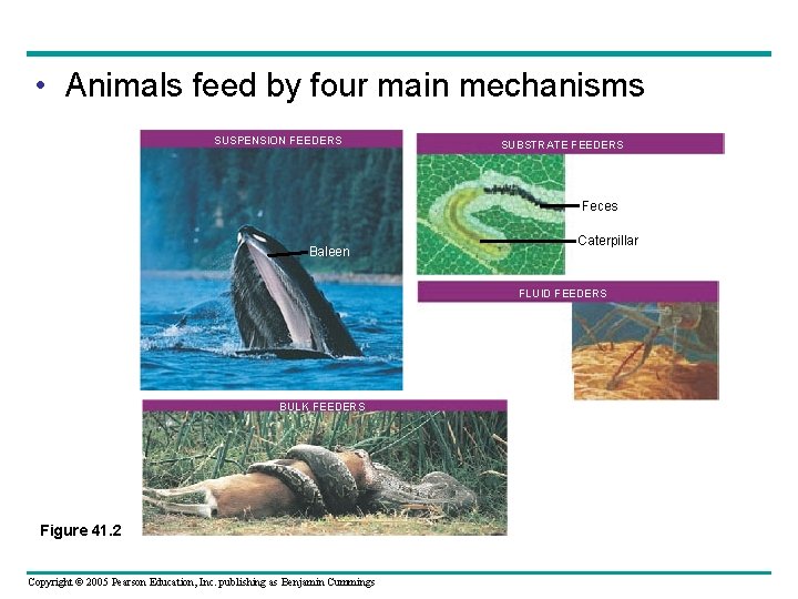 Chapter 41 Animal Nutrition Copyright 2005 Pearson Education