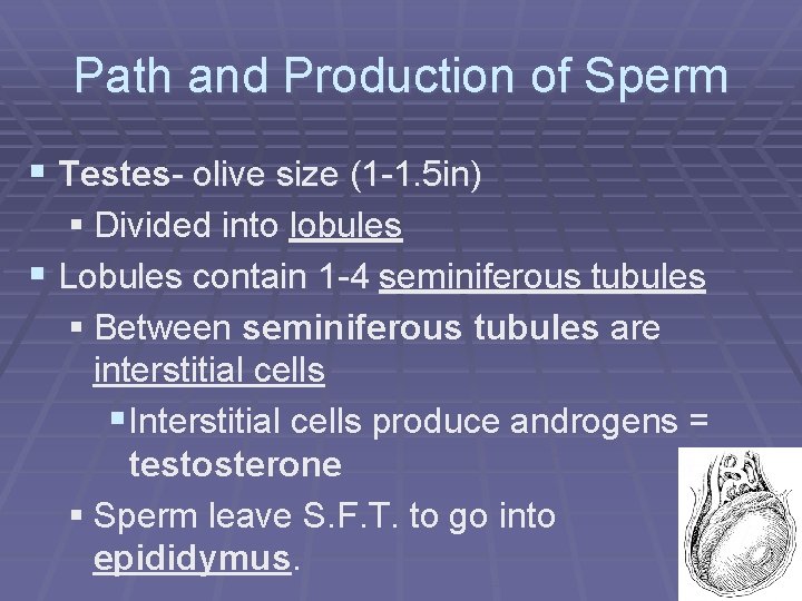 Male Reproductive System Path and Production of Sperm