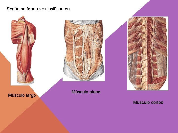 Cuestionario 1 Qu es la Miologa 2 Cul