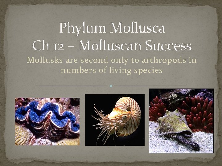 Phylum Mollusca Ch 12 Molluscan Success Mollusks are