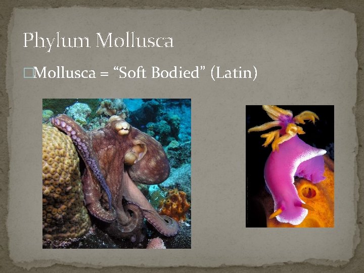Phylum Mollusca Ch 12 Molluscan Success Mollusks are