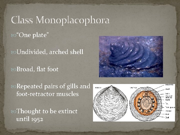 Phylum Mollusca Ch 12 Molluscan Success Mollusks are