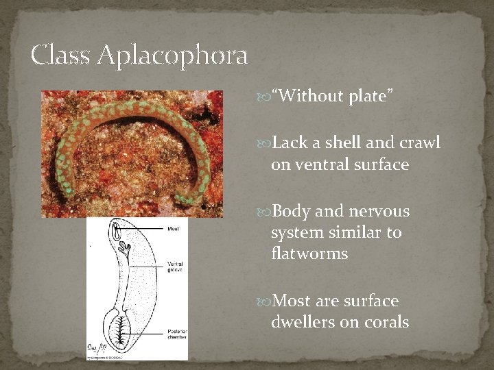 Phylum Mollusca Ch 12 Molluscan Success Mollusks are