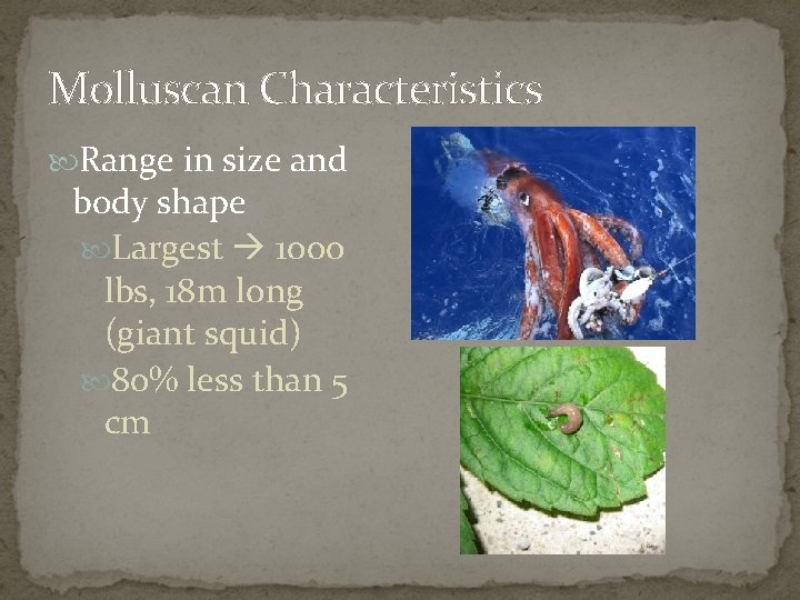 Phylum Mollusca Ch 12 Molluscan Success Mollusks are
