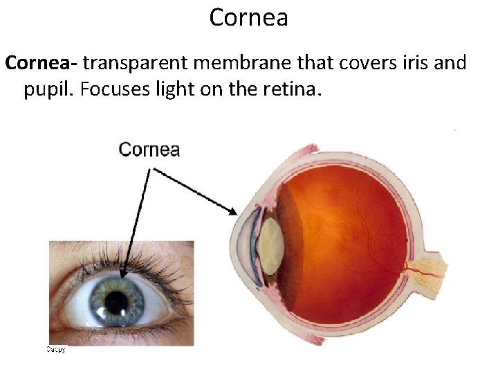 EYE The eye is an extension of the