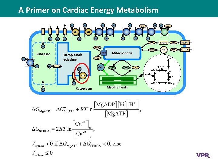 The Role of Metabolic Dysfunction in Heart Failure