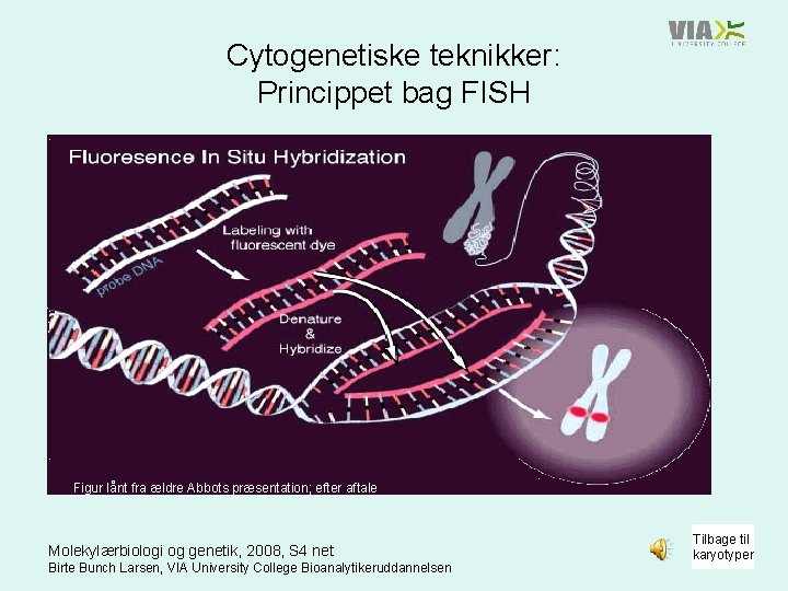 Cytogenetik Cytogenetiske analyser banding teknik FISH og karyotype