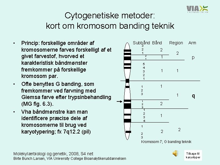 Cytogenetik Cytogenetiske analyser banding teknik FISH og karyotype