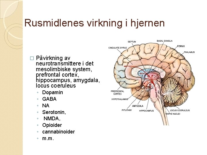 Rus og avhengighet Et biologisk perspektiv Liliana Bachs
