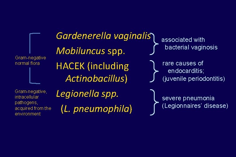 Fastidious Gramnegative bacteria Bacterial vaginosis HACEK infections ...