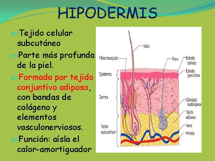 ESTRUCTURA DE LA PIEL Tres capas desde el