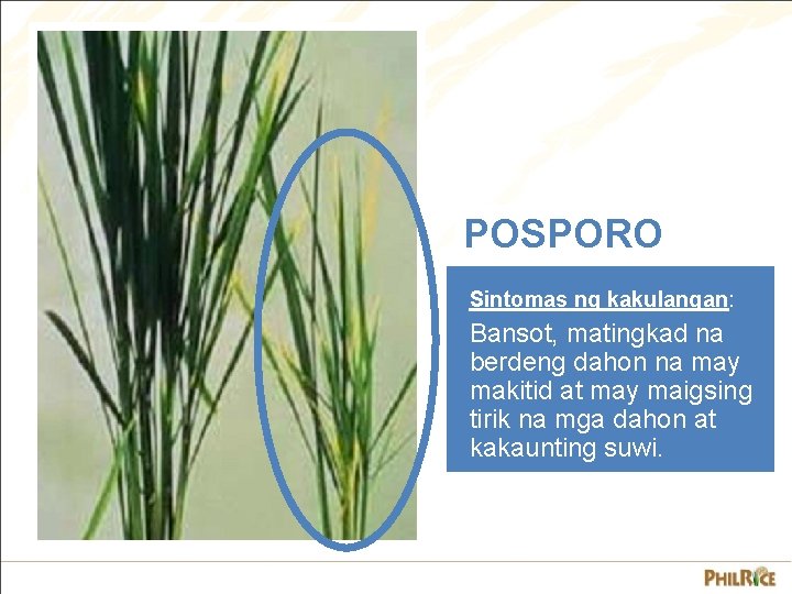 Pamamahala ng pagbibigay ng Sustansiya sa palay Key