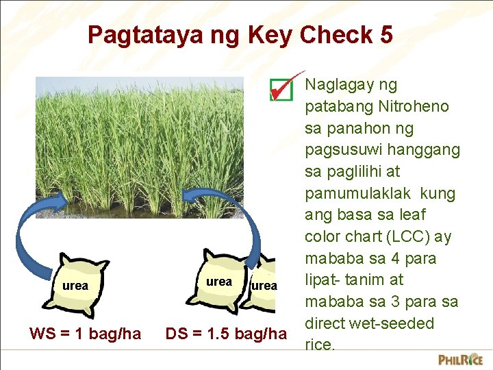Pamamahala ng pagbibigay ng Sustansiya sa palay Key
