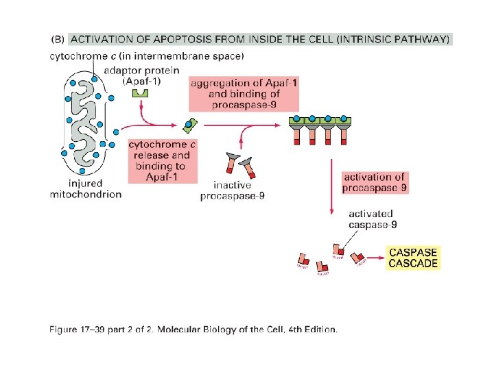 APOPTOSIS Definition Apoptosis or programmed cell death is