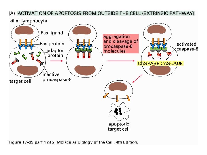 APOPTOSIS Definition Apoptosis or programmed cell death is