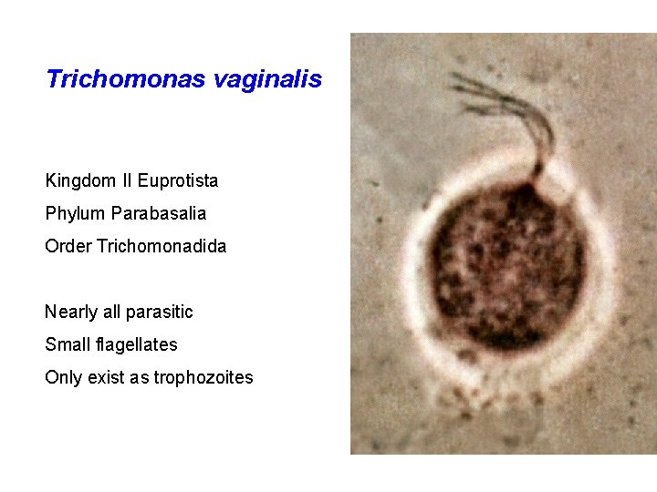 Biological Sciences 318 Parasitology Lab Professor Carl Lowenberger