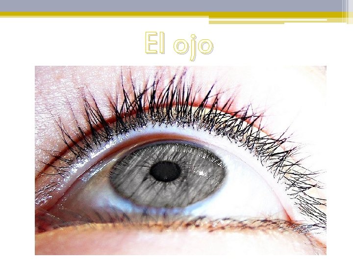 El ojo ORBITA Situada a ambos lados de