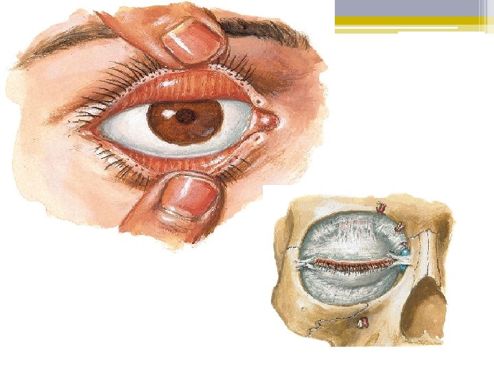El ojo ORBITA Situada a ambos lados de
