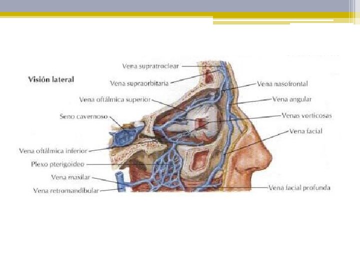 El ojo ORBITA Situada a ambos lados de
