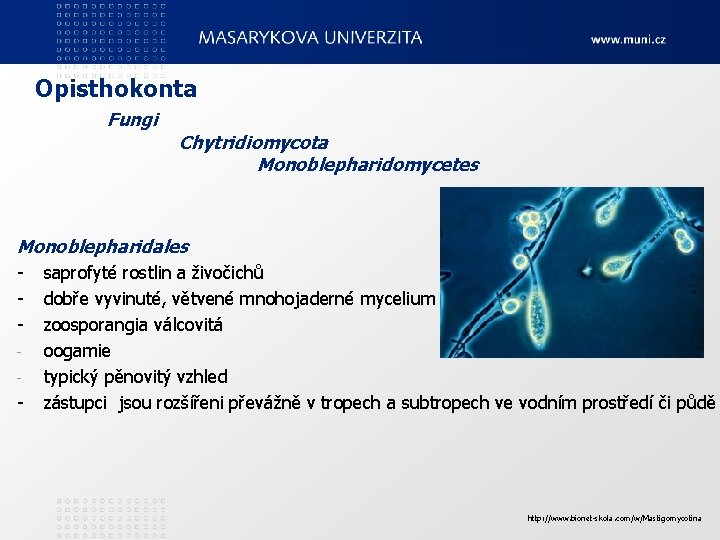 MASARYKOVA UNIVERZITA PRODOVDECK FAKULTA STAV EXPERIMENTLN BIOLOGIE ...