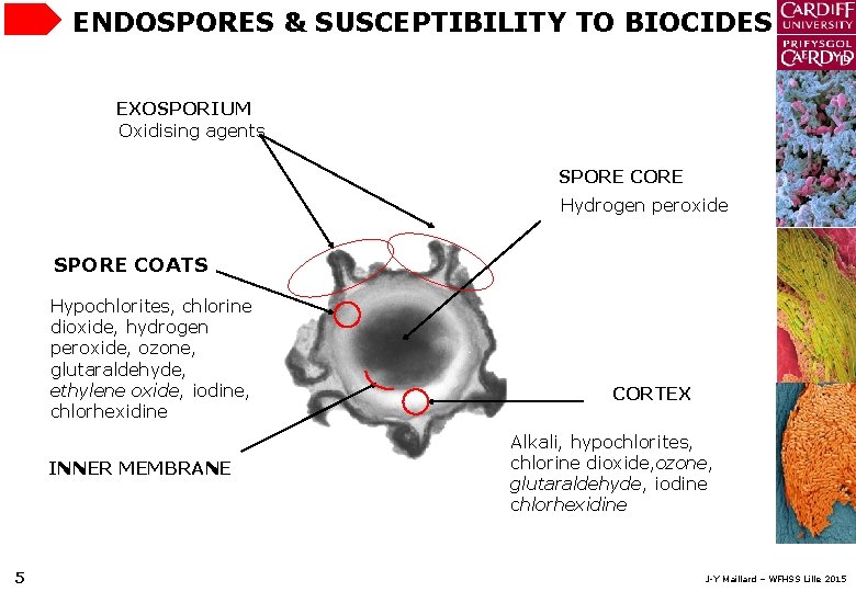 Bacterial endospores structure resistance and sporicidal testing JeanYves