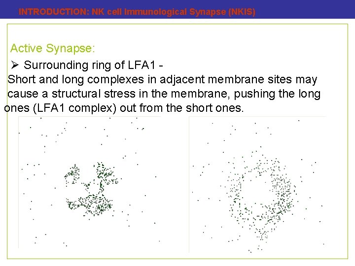 CIS INTERACTION IN NK CELLS INTRODUCTION NK cell