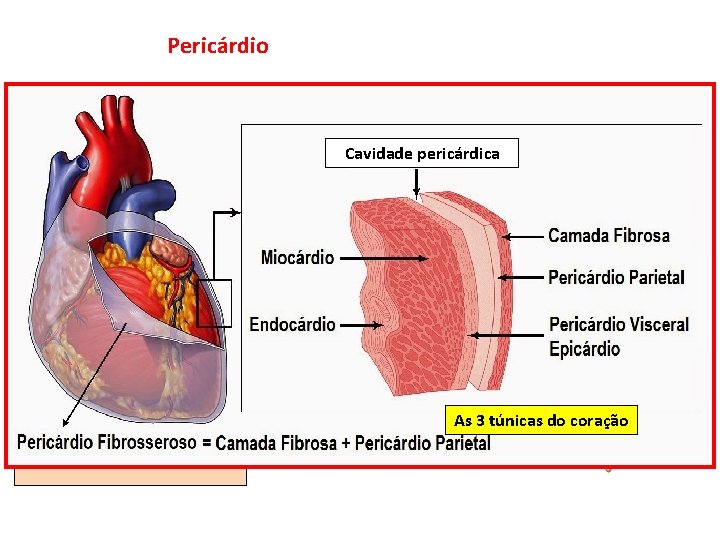 ANATOMIA SISTMICA Sistema Circulatrio Prof Dr Lus Fernando