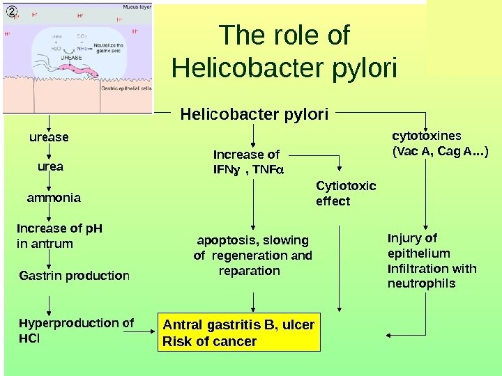 Helicobacter pylori Dr Oana DUMITRESCU Facult de Mdecine