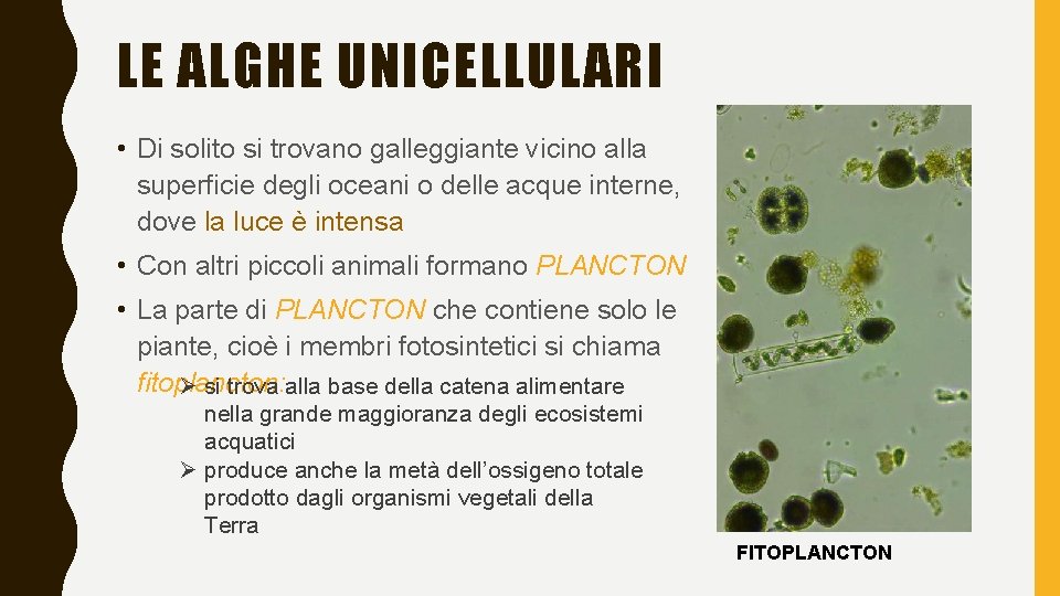 LE ALGHE DEFINIZIONE Le alghe sono gli organismi