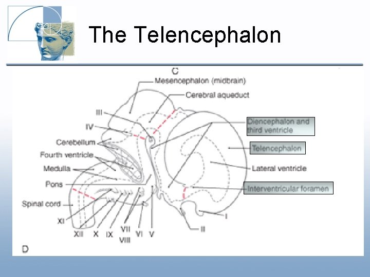 Overview of The Telencephalon Haines Chapter 16 Neurology