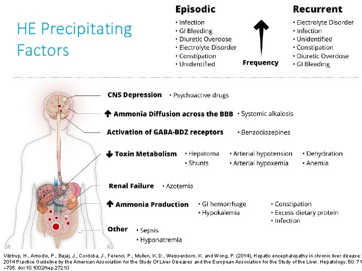 Hepatic Encephalopathy Exploring the neuropsychiatric consequences of ...