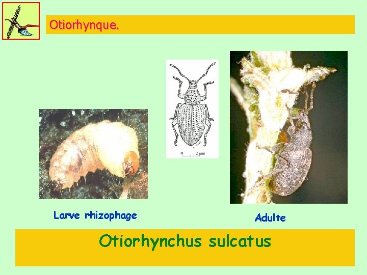 Parthnogense Otiorhynque Larve rhizophage Adulte Otiorhynchus sulcatus ...