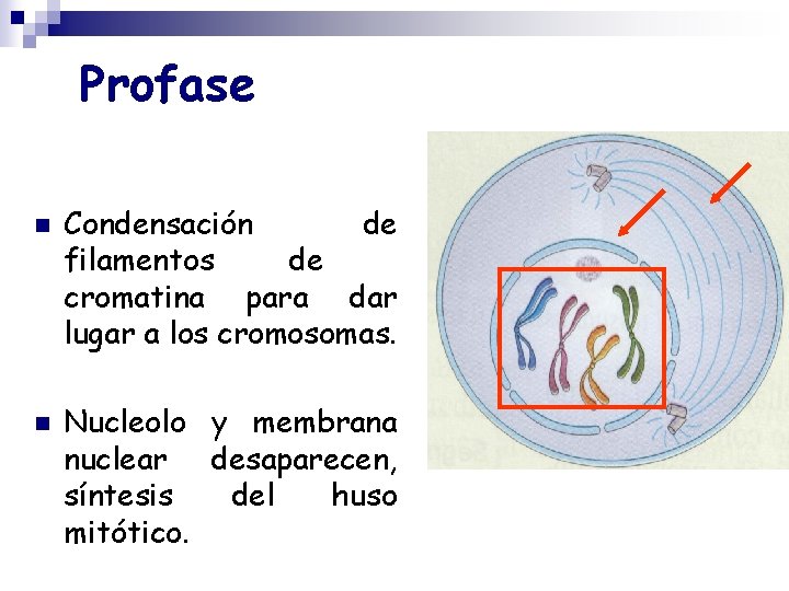 Mitosis y Meiosis Biol 3300 L Ciclo Celular