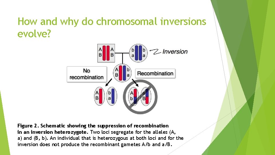 Chromosome inversions in human populations Kallie Rivers What