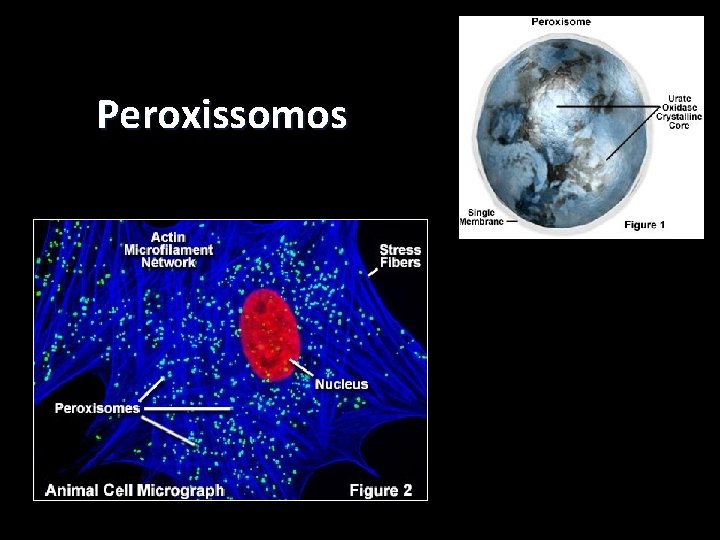 Citoplasma Representa 50 do volume celular O citoplasma