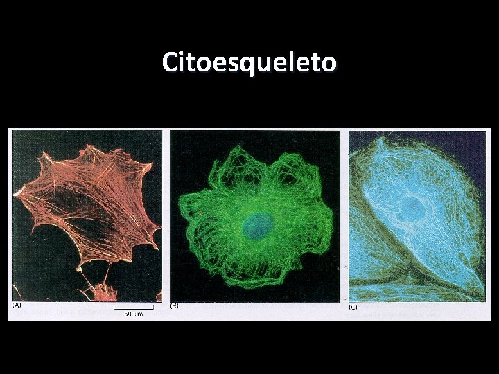 Citoplasma Representa 50 do volume celular O citoplasma