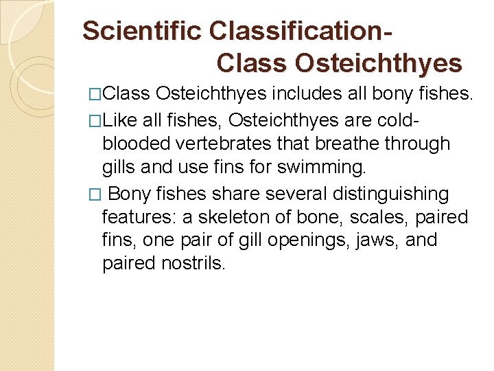 Bony Fishes Class Osteichthyes Scientific Classification Class Osteichthyes