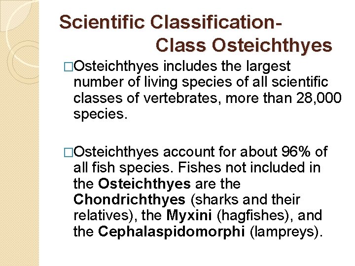Bony Fishes Class Osteichthyes Scientific Classification Class Osteichthyes