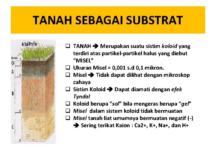 FISIOLOGI TUMUHAN By Muhibbuddin FISIOLOGI TUMBUHAN Fisiologi Physis