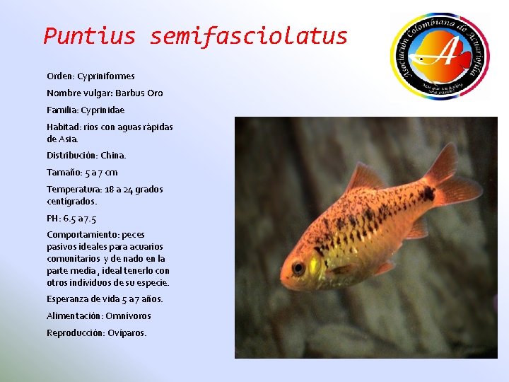 Puntius tetrazona Orden cypriniformes Nombre vulgar tigres pollos