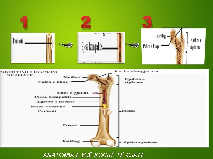 SISTEMI SKELETOR Fuksionet e skeletit 1 Rol mbshtets