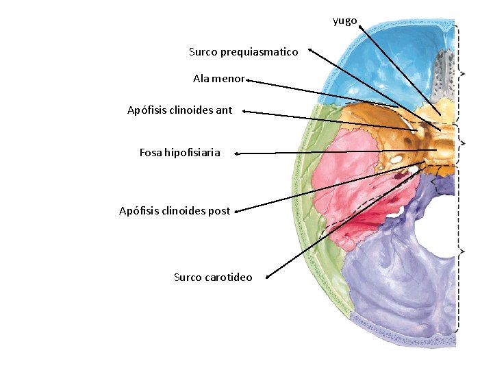 Osteologa del Crneo y Msculos de la Expresin