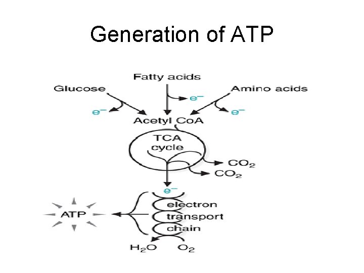 OXIDATIVE PHOSPHORYLATION Biochemistry Departement Medical Faculty Of ...