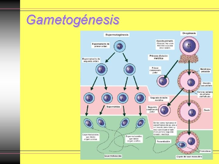 TEMA 10 LA REPRODUCCIN EN LOS ANIMALES La