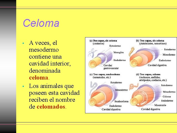 TEMA 10 LA REPRODUCCIN EN LOS ANIMALES La