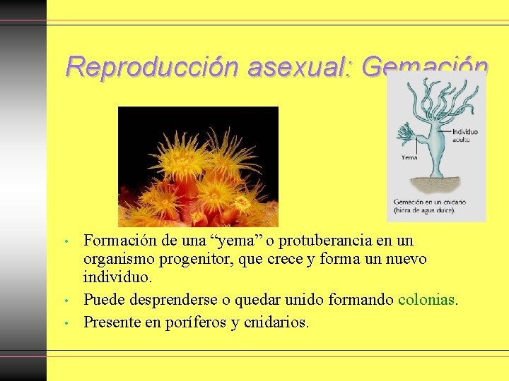TEMA 10 LA REPRODUCCIN EN LOS ANIMALES La