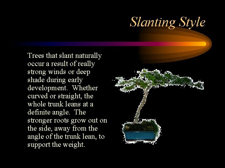Bonsai Trees By Stephanie Husak Introduction Lets start