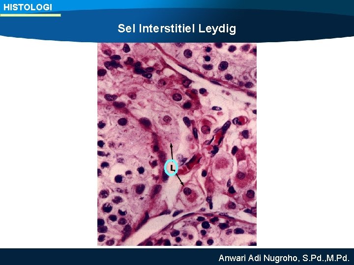 HISTOLOGI JARINGAN PADA SISTEM REPRODUKSI Anwari Adi Nugroho
