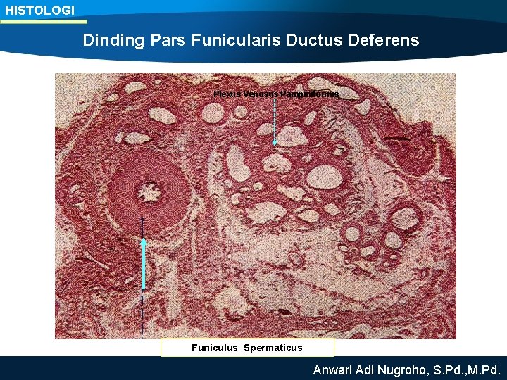 HISTOLOGI JARINGAN PADA SISTEM REPRODUKSI Anwari Adi Nugroho